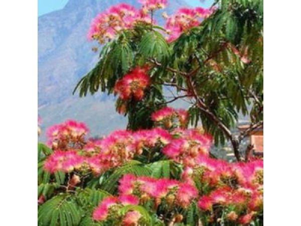 Albizia julibrissin (Arborele de mătase)